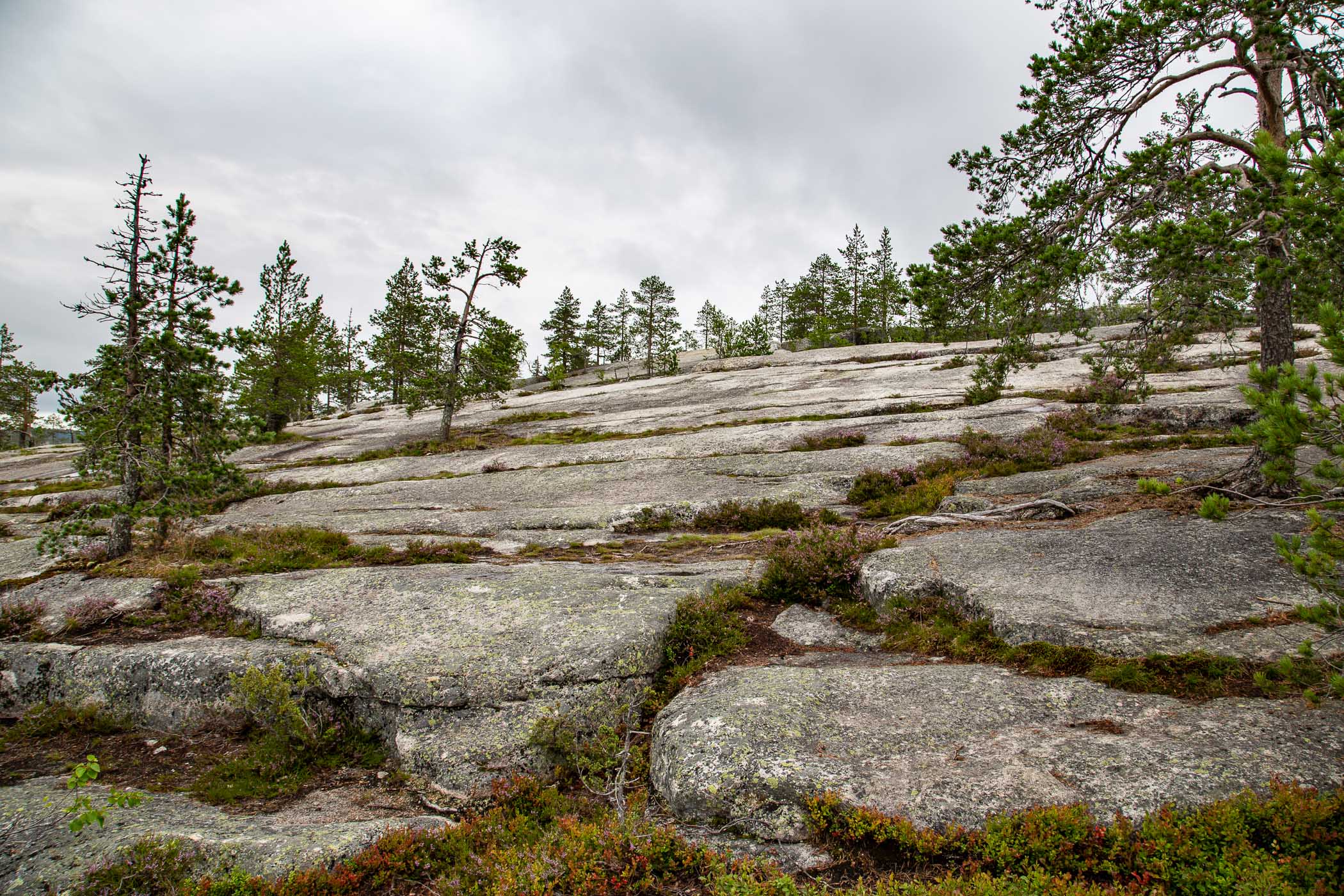 Luppioberget... | Trippa