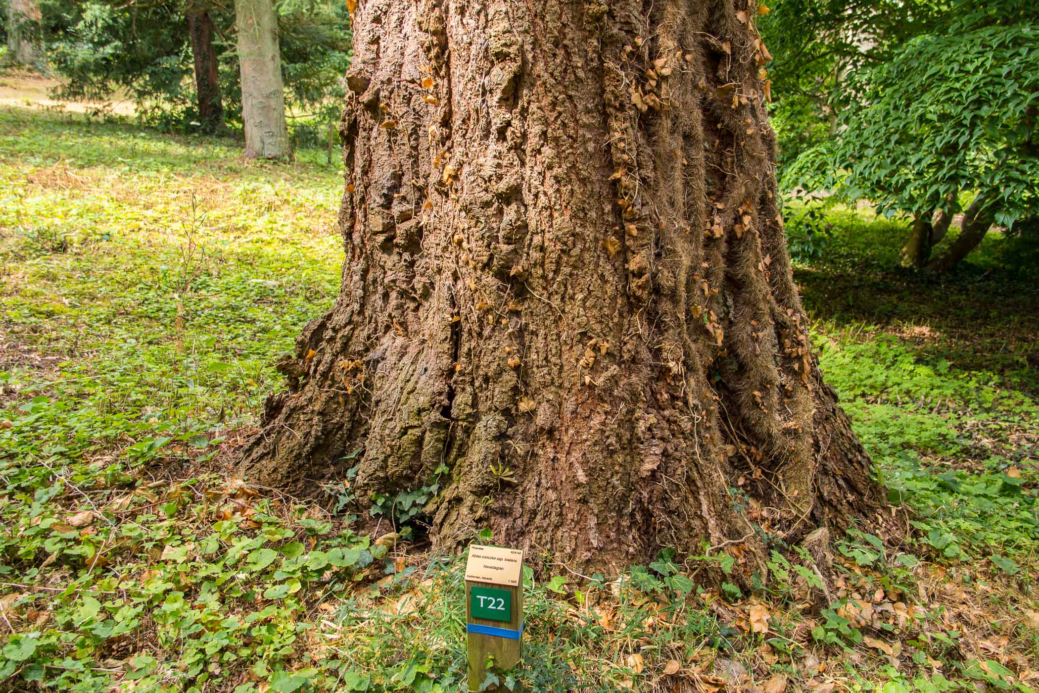 Kiviks Arboretum | Trippa