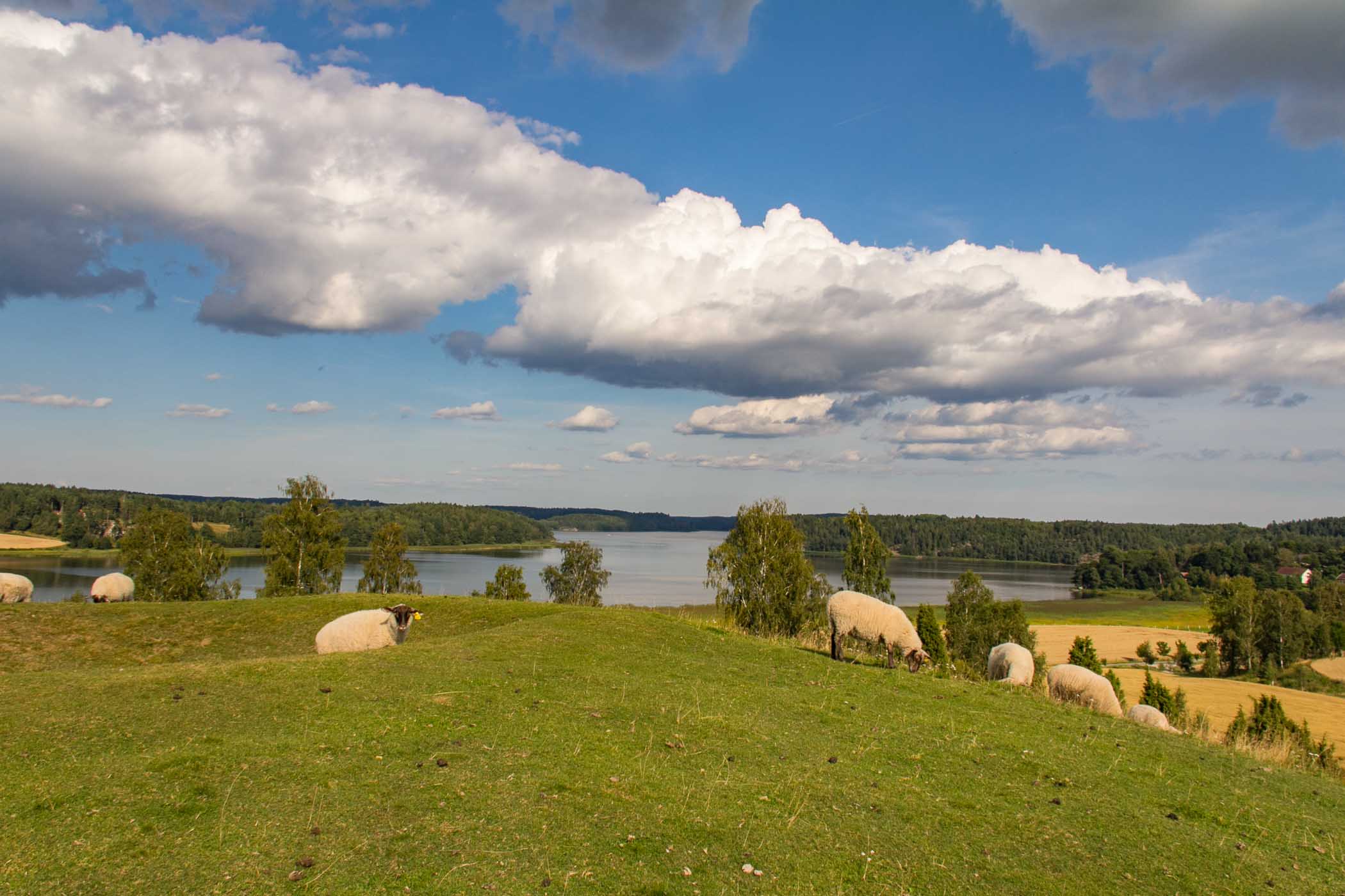 Uppsa kulle | Trippa